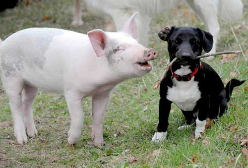 Pigs Are Smart – and Machiavellian | The Kimmela Center for Animal ...